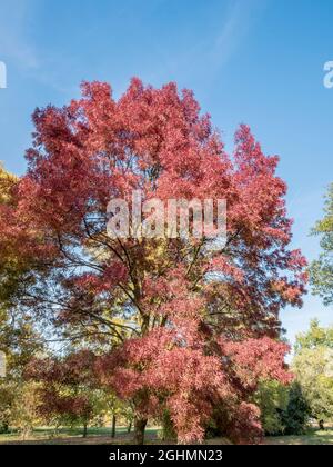 Fraxinus angustifolia 'Raywood'. Raywood Ash / Claret Ash tree in the ...