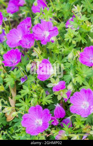 Geranium sanguineum ‘Max Frei’ bloody cranesbill Max Frei – deep pink ...