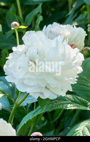 Peony 'Alice Harding' in bloom in a garden Stock Photo - Alamy