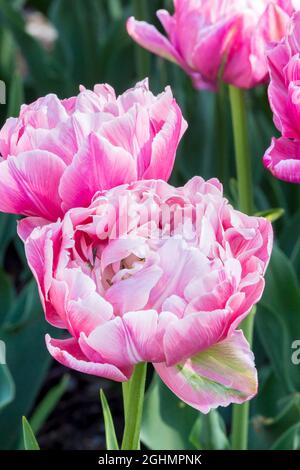 Tulip 'Aveyron' in bloom in a garden Stock Photo - Alamy