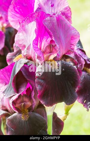 Iris "Sable Night", Iridaceae Stock Photo - Alamy
