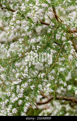 Erica arborea var. alpina Tree Heather – panicles of small urn-shaped ...