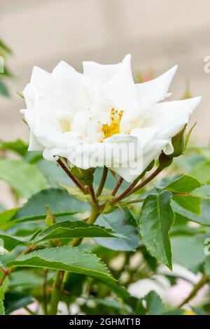 Climbing rambler rose Wedding Day growing up as a columnar specimen in ...