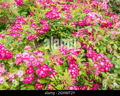 Rose tree 'Marjorie Fair' in bloom in a garden Stock Photo - Alamy
