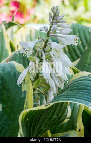 Hosta montana 'Yellow River' Stock Photo - Alamy