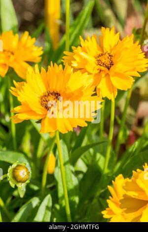 Largeflower Tickseed, Coreopsis grandiflora Stock Photo - Alamy