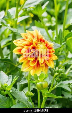 Dahlia 'Dalaya Shiva' Stock Photo - Alamy