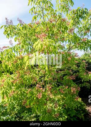 Aesculus mutabilis 'Penduliflora' Stock Photo - Alamy
