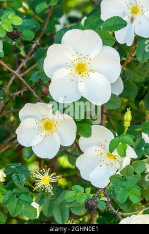 Burnet Rose, Scotch Briar, Scotch Rose (Rosa pimpinellifolia, Rosa ...