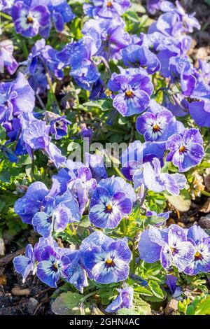 Viola, Viola cornuta 'Sorbet XP Delft Blue' Stock Photo - Alamy