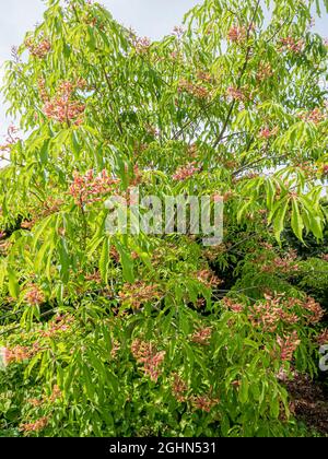 Aesculus mutabilis 'Penduliflora' Stock Photo - Alamy