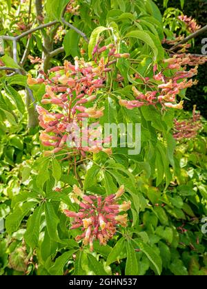 Aesculus mutabilis 'Penduliflora' Stock Photo - Alamy