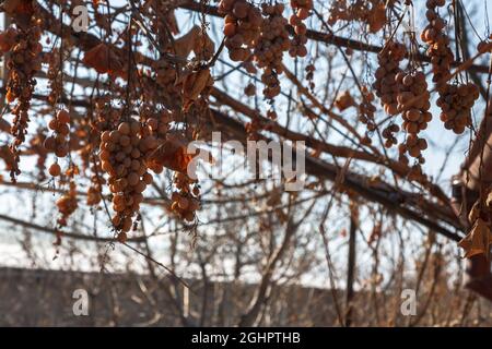The Missing grape harvest. a bunch of missing grapes on a branch Stock ...