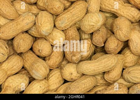 Peanut (Arachis hypogaea), fruit, legume, with shell, unshelled ...