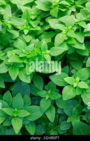 Small-leaved basil (Ocimum basilicum picolino), leaves, herbs ...