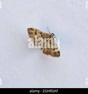 The upper side of a Double-striped Pug Moth, Gymnoscelis rufifasciata ...