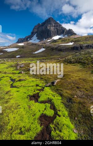 Green aquatic moss (Fontinalis antipyretica), stream, Dyrfjoell ...