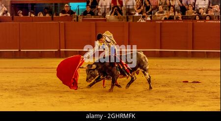 Matador with muleta and espada with running bull, torero with red cloth ...