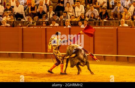 Matador with muleta and espada with running bull, torero with red cloth ...