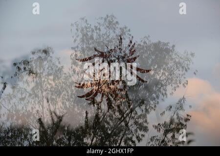 Brazilian native forest typical flowers Stock Photo - Alamy