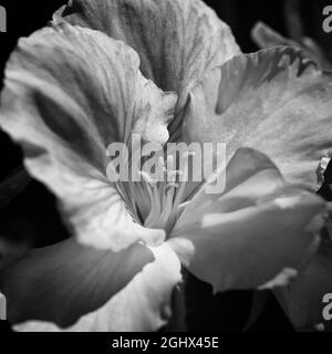 Horseshoe geranium, Géranium zonale, zonal geranium - Pelargonium ...