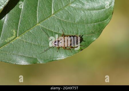Natural closeup on an Ectobius sylvestris, Forest cockroach sitting on ...