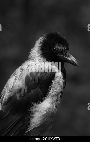 A vertical closeup shot of a crow sitting on a traffic stop sign Stock ...