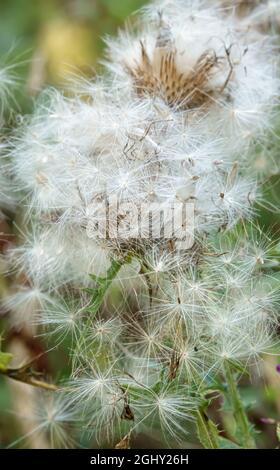 Closeup of cotton thistle flower growing in nature against blurred ...