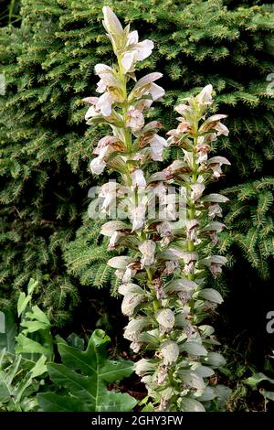 Acanthus mollis ‘Rue Ledan’ bears breeches Rue Ledan - tall flower ...