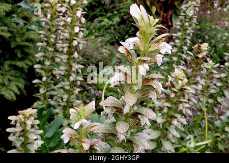 Acanthus mollis ‘Rue Ledan’ bears breeches Rue Ledan - tall flower ...