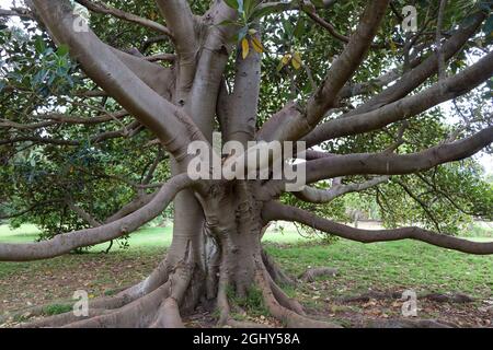 Shot of a large Banyan tree in the Bermuda Botanical Gardens, Paget ...