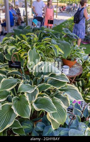 Stalls and display of hostas at the RHS Wisley Flower Show supported by ...