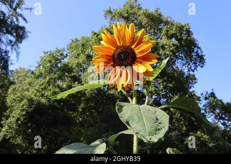 Sunflower (Helianthus annuus) 'Evening Sun' Stock Photo - Alamy