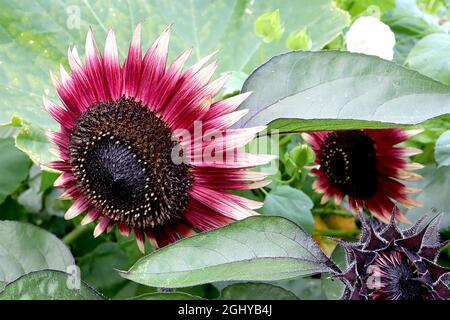 Helianthus annuus ‘Ms Mars’ Sunflower Ms Mars – large crimson ...