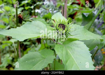 Helianthus annuus ‘SunFill Green’ sunflower SunFill Green – small ...