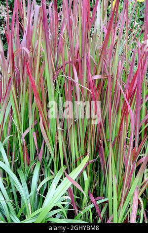 Imperata cylindrica ‘Red Baron’ cogon grass Red Baron – short bicolor ...