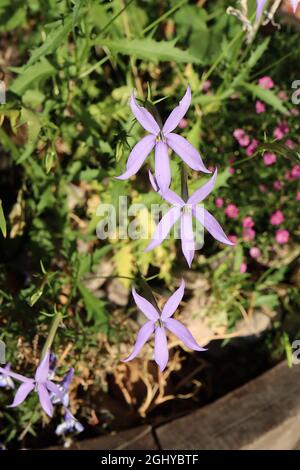 Isotoma axillaris - blue star creeper Stock Photo - Alamy