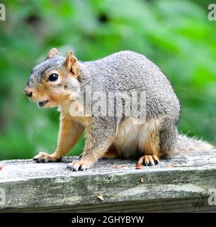 Friendly Wild squirrel searching for food Stock Photo - Alamy