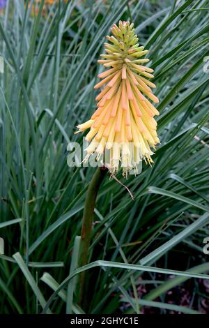 Kniphofia triangularis subsp. triangularis 'Light of the World'. Dwarf ...