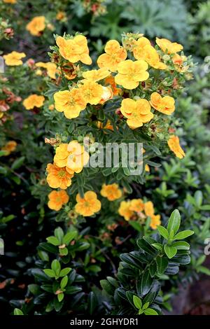 Potentilla fruticosa Sunset Stock Photo - Alamy