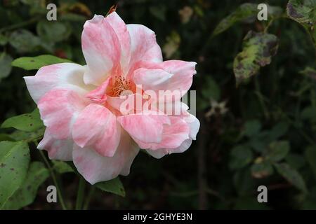 Hybrid Tea pink semi-double climbing rose 'Lady Waterlow' flowering in ...