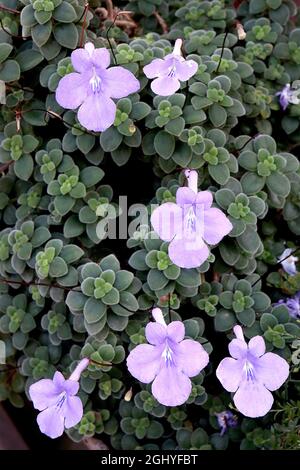 Small blue flowers and fleshy foliage of the UK native brooklime ...