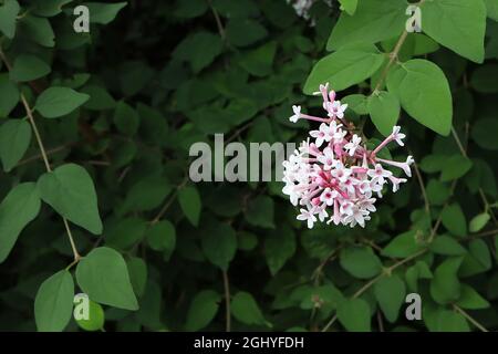 Syringa microphylla ‘Superba’ very little leaf lilac – loose panicles ...
