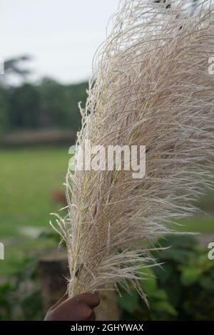 Saccharum spontaneum in Bangladesh Stock Photo - Alamy
