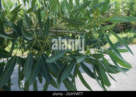 Tabebuia caraiba (Tabebuia aurea, Caribbean trumpet, silver trumpet ...