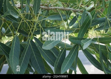 Tabebuia caraiba (Tabebuia aurea, Caribbean trumpet, silver trumpet ...
