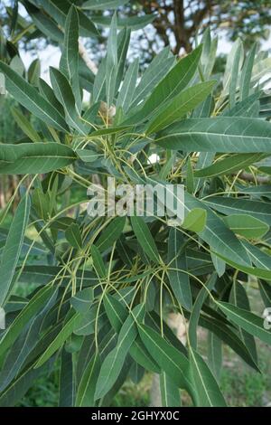 Tabebuia caraiba (Tabebuia aurea, Caribbean trumpet, silver trumpet ...