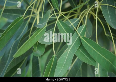 Tabebuia caraiba (Tabebuia aurea, Caribbean trumpet, silver trumpet ...