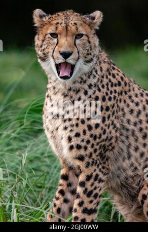 cheetah is a large cat and the fastest land animal. It has a tawny to ...