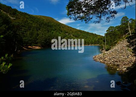 A view across the Green Loch (An Lochan Uaine) in Glenmore forest near ...
